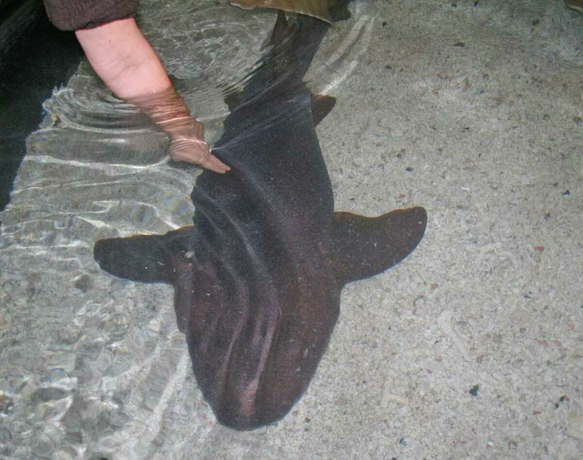 Touch sharks and rays at new Maritime Aquarium gallery