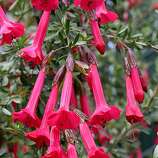 Sacred flower of Andes has plenty of wow - SFGate