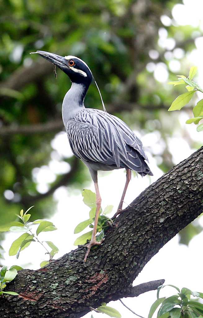 Gray: Night-herons bring the wilderness home