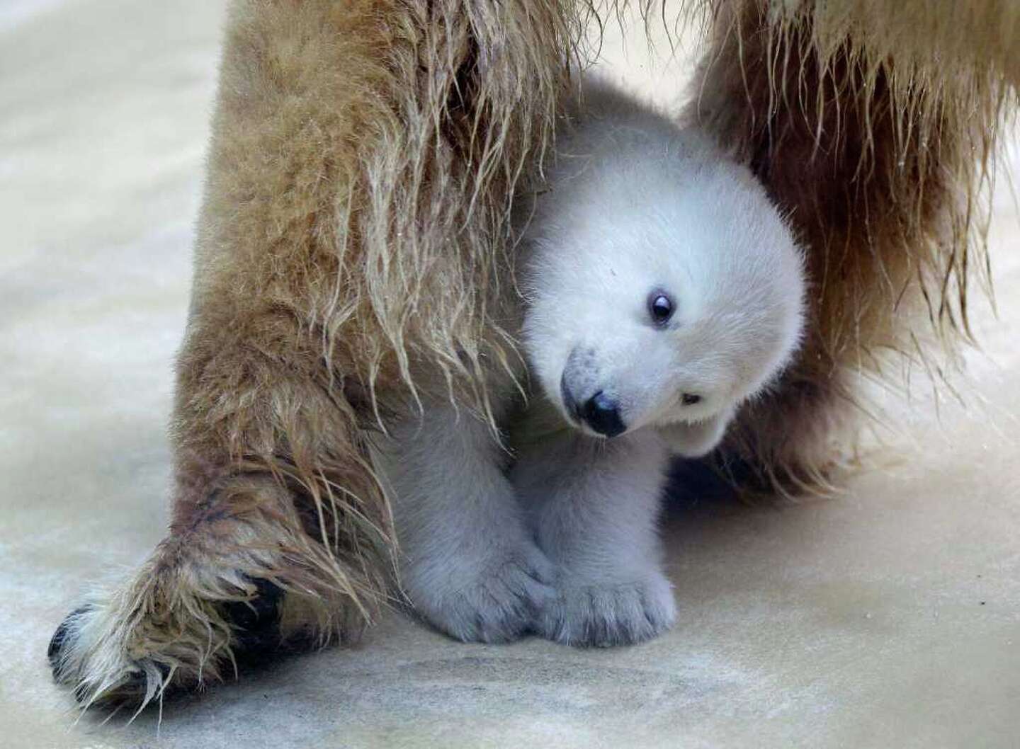 Awww: Cute zoo babies