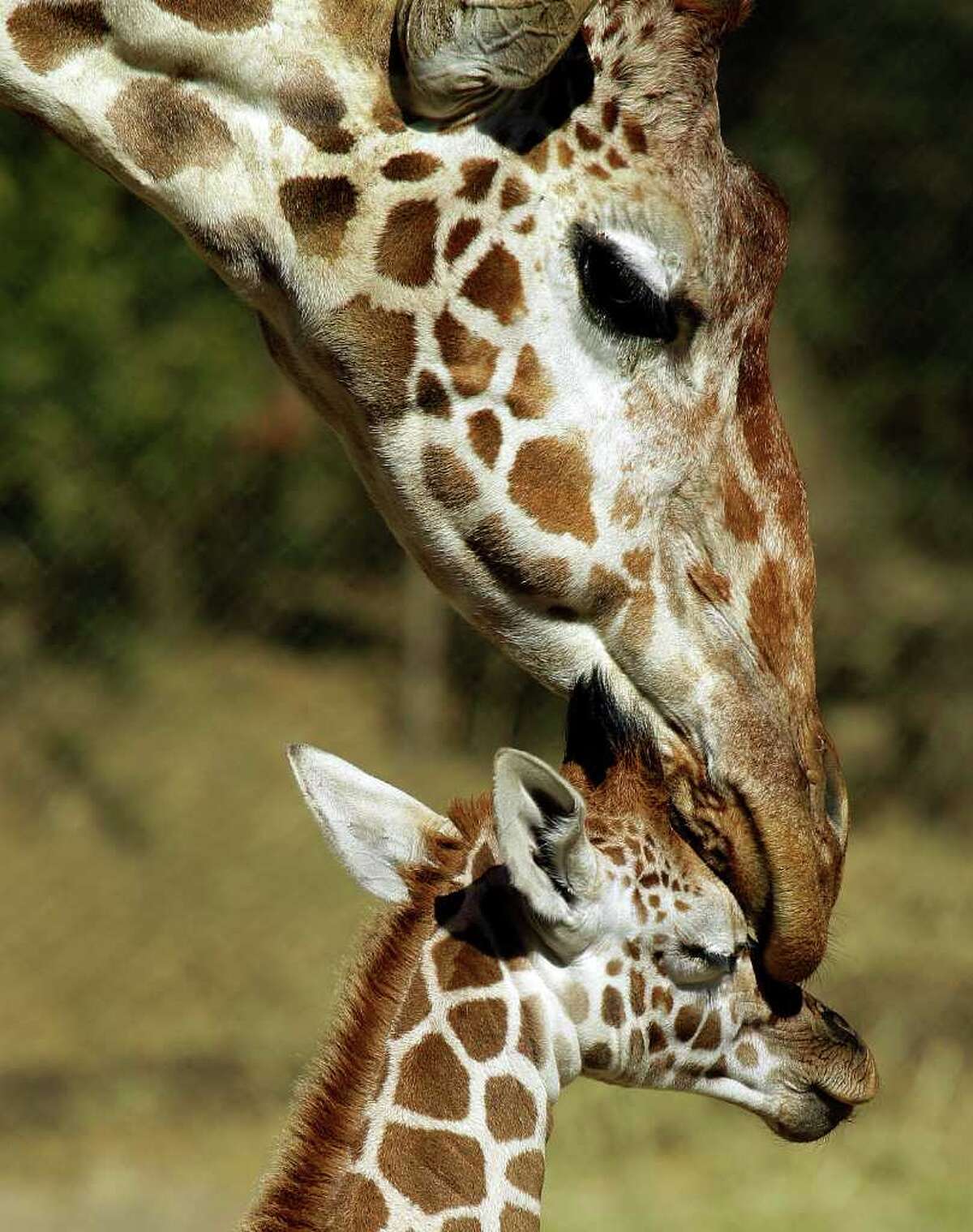 Awww: Cute zoo babies