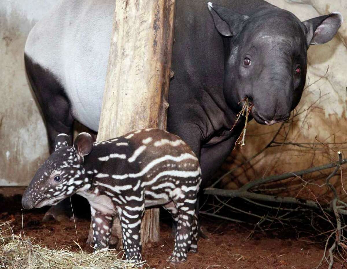 Awww: Cute zoo babies