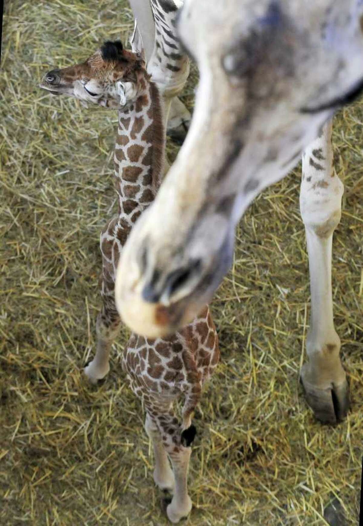 Awww: Cute zoo babies