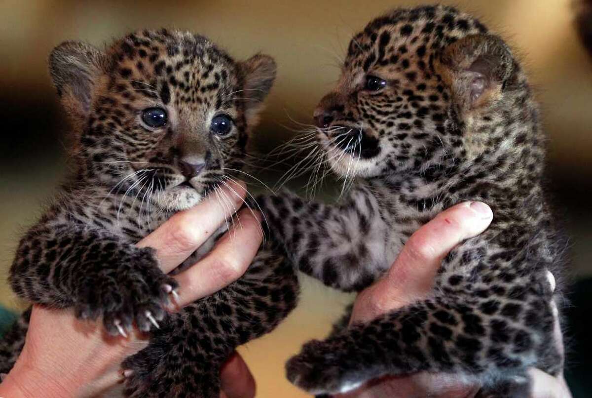 Awww: Cute zoo babies