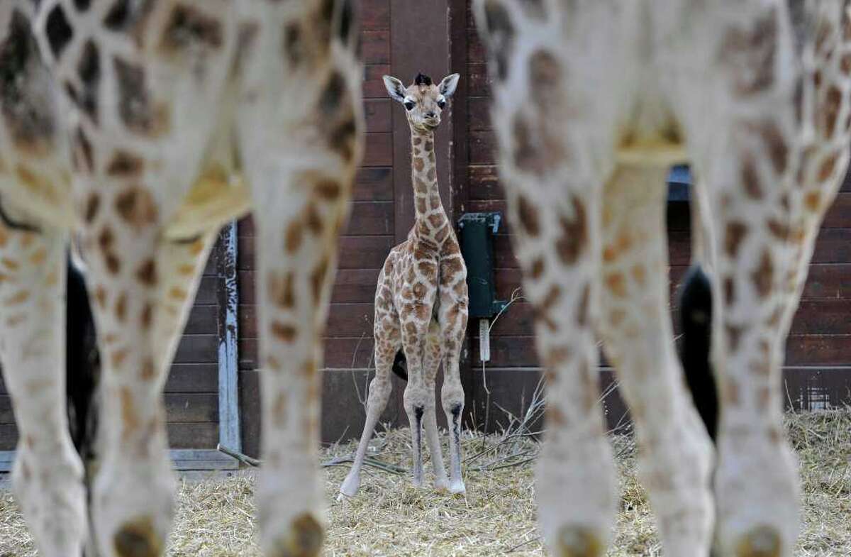 Awww: Cute zoo babies