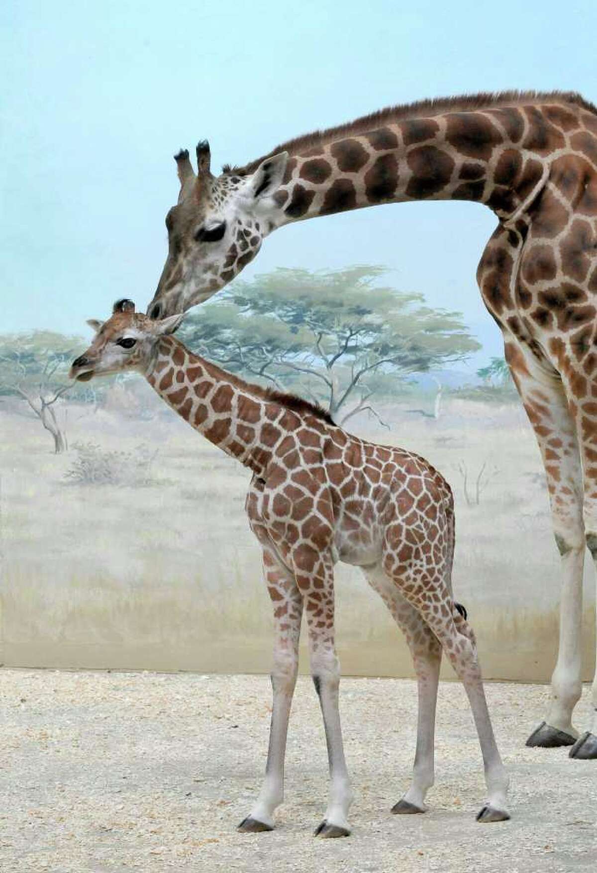 Awww: Cute zoo babies