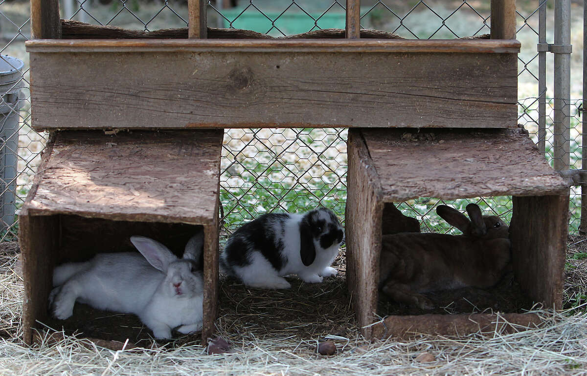 Bunny trail ends here