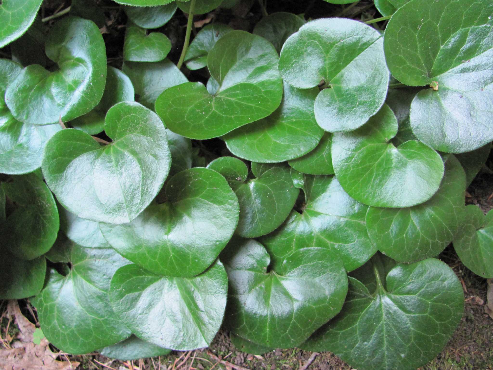 Keeping perennials perky