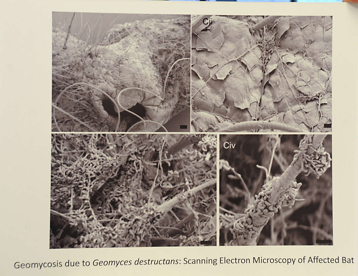 Effort to save bats gets a hand