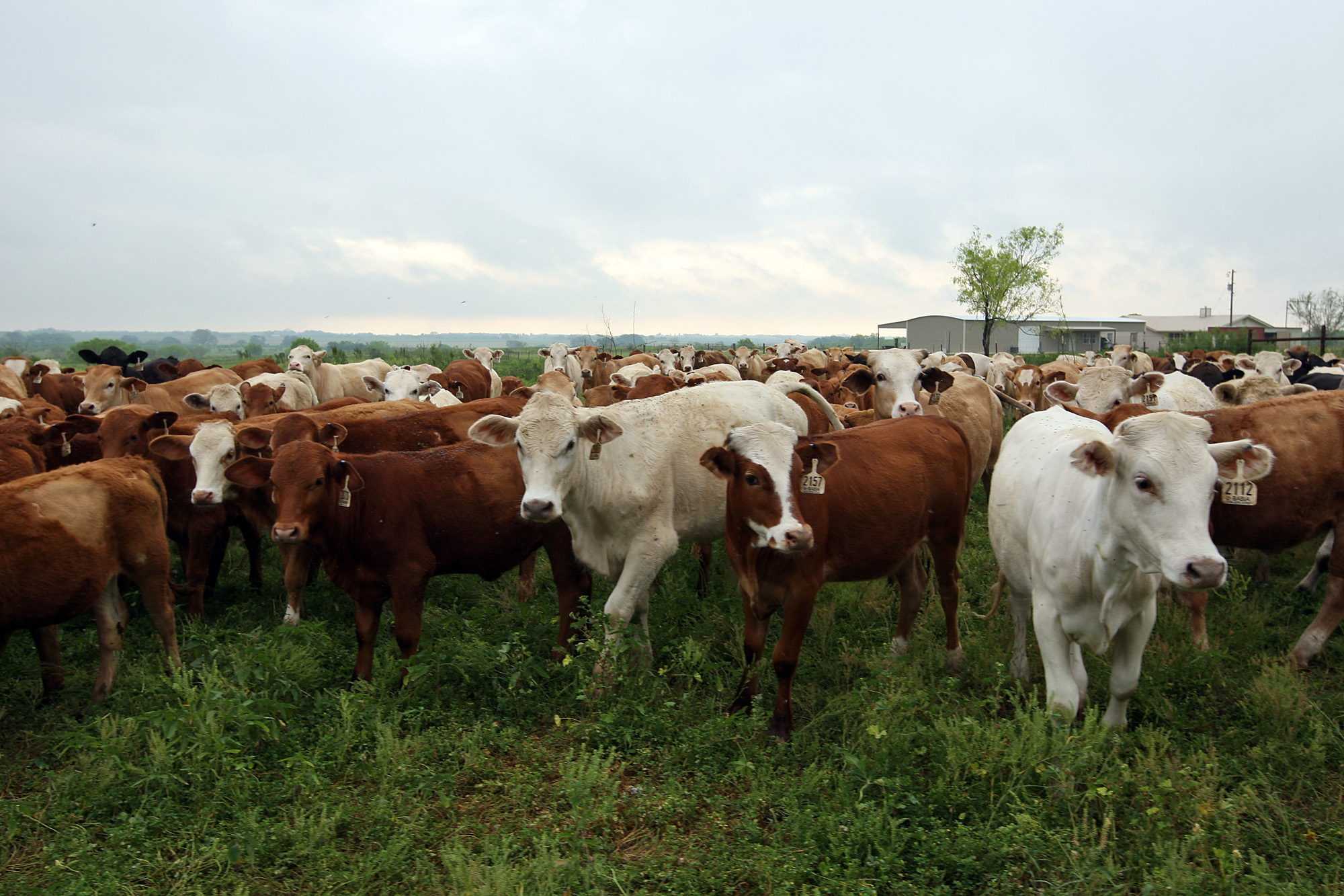 Limited relief rains on cattle ranchers
