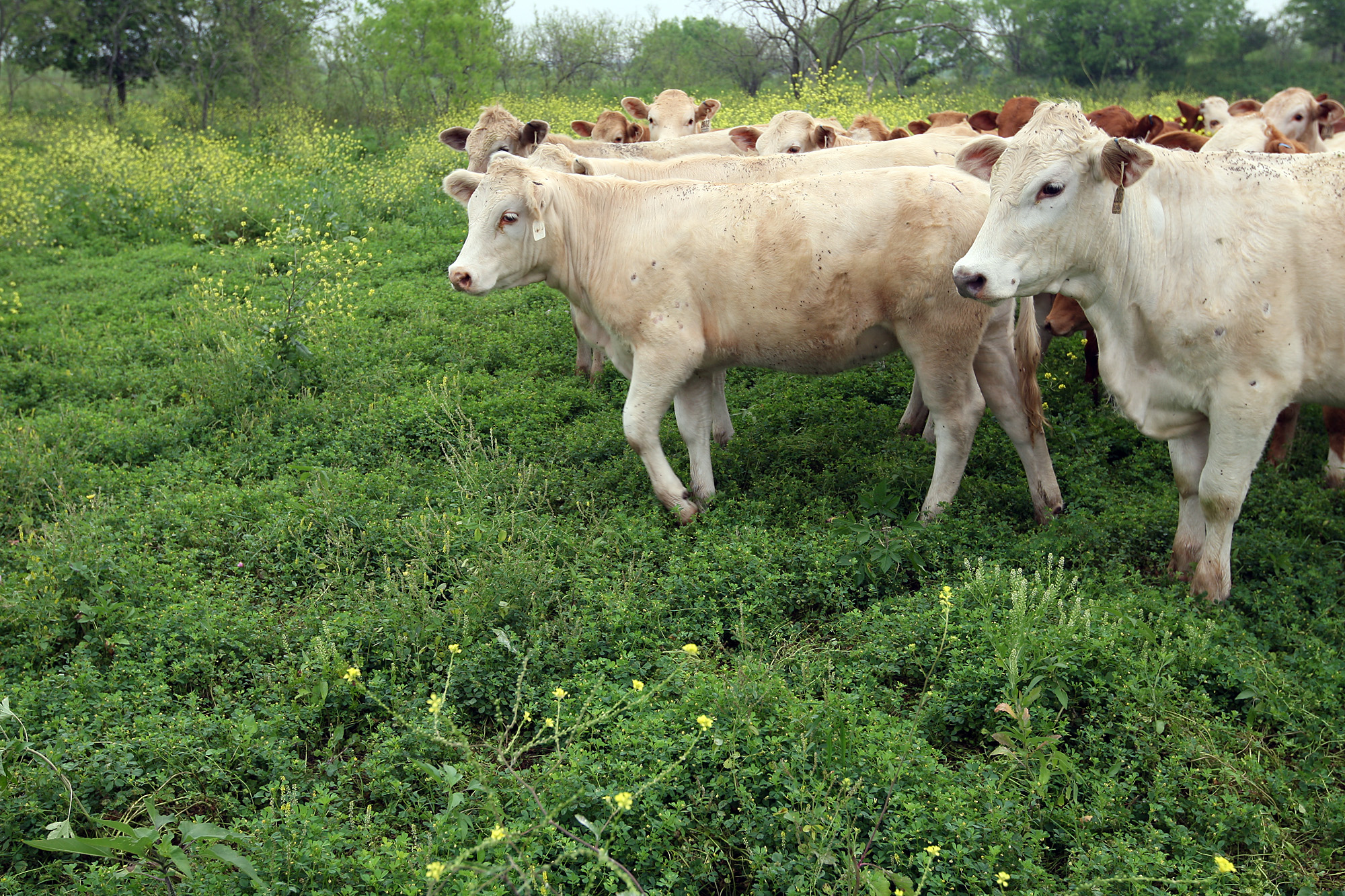 Texas cattle industry limping out of drought
