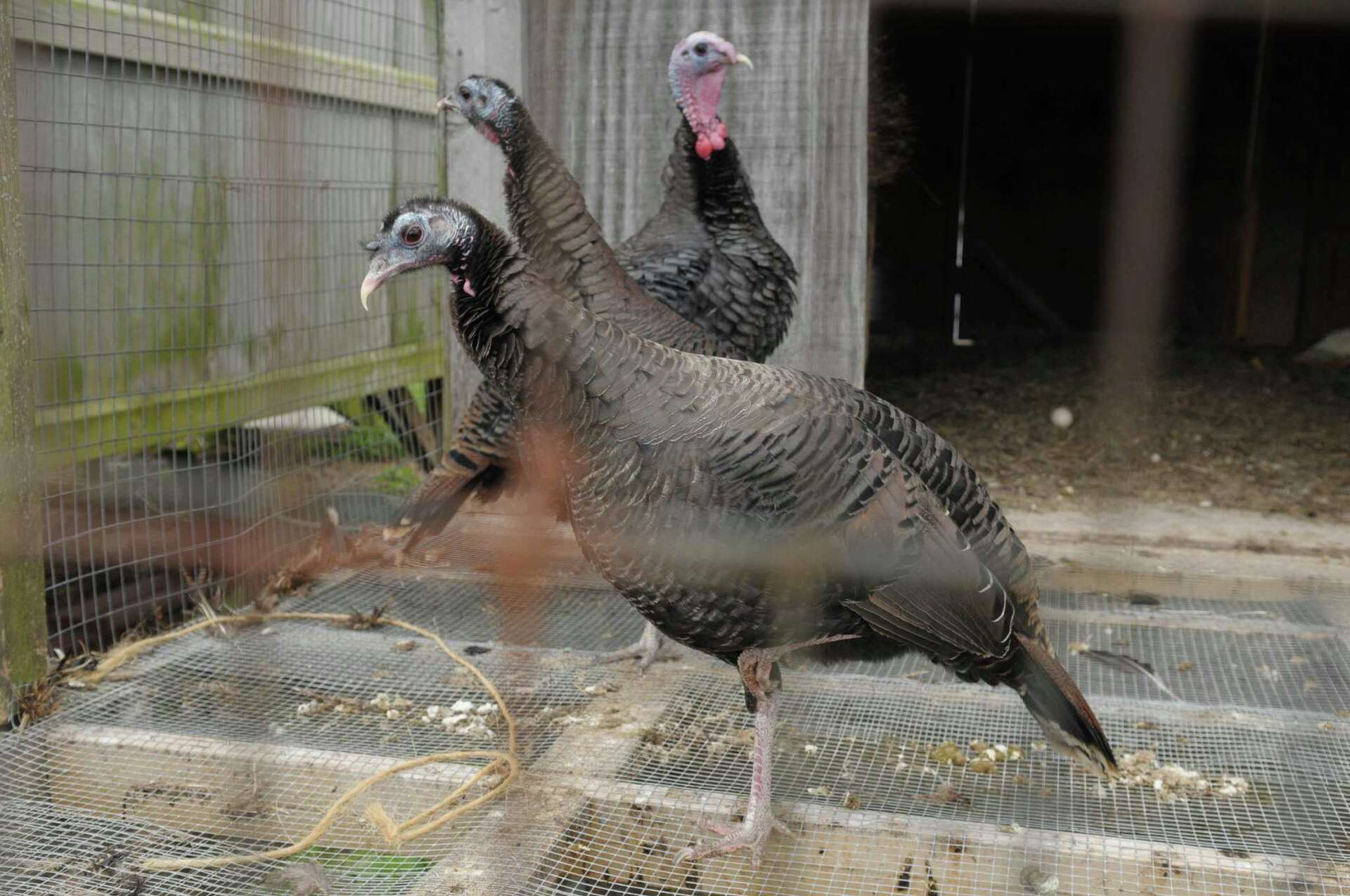 This lawmaker talks turkey