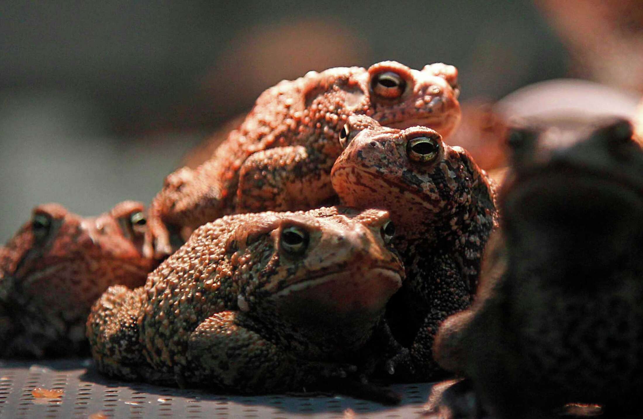 Stable habitats sought for endangered Houston toads