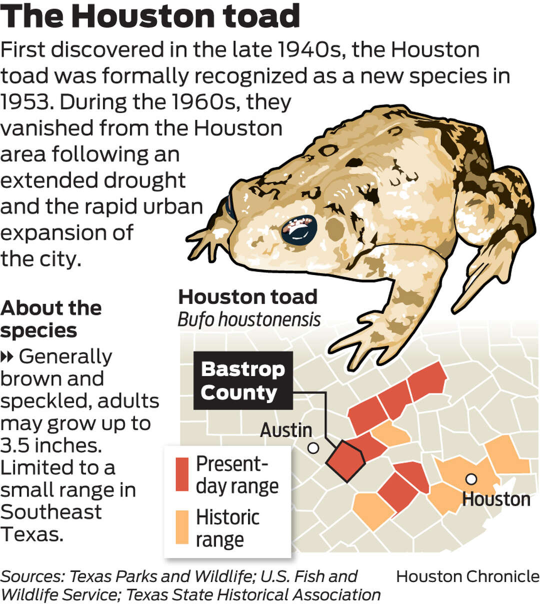 Stable habitats sought for endangered Houston toads