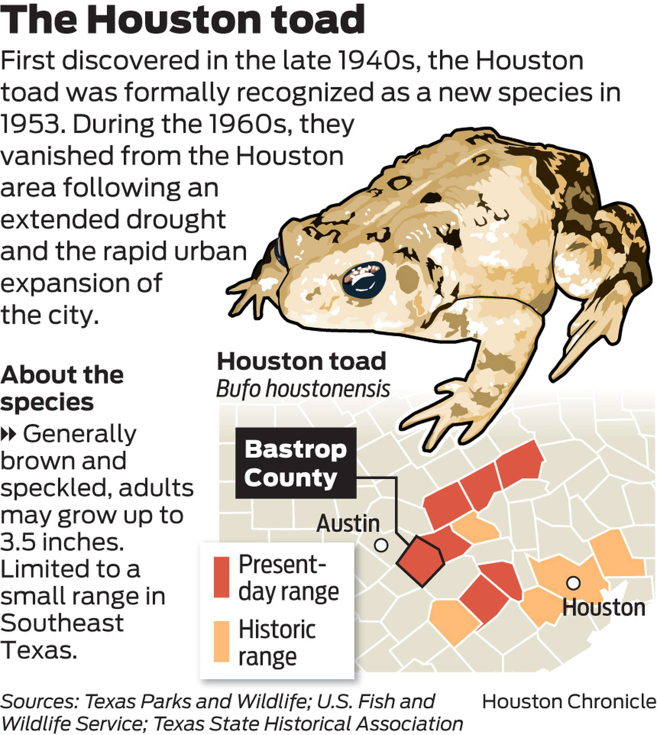 Stable habitats sought for endangered Houston toads