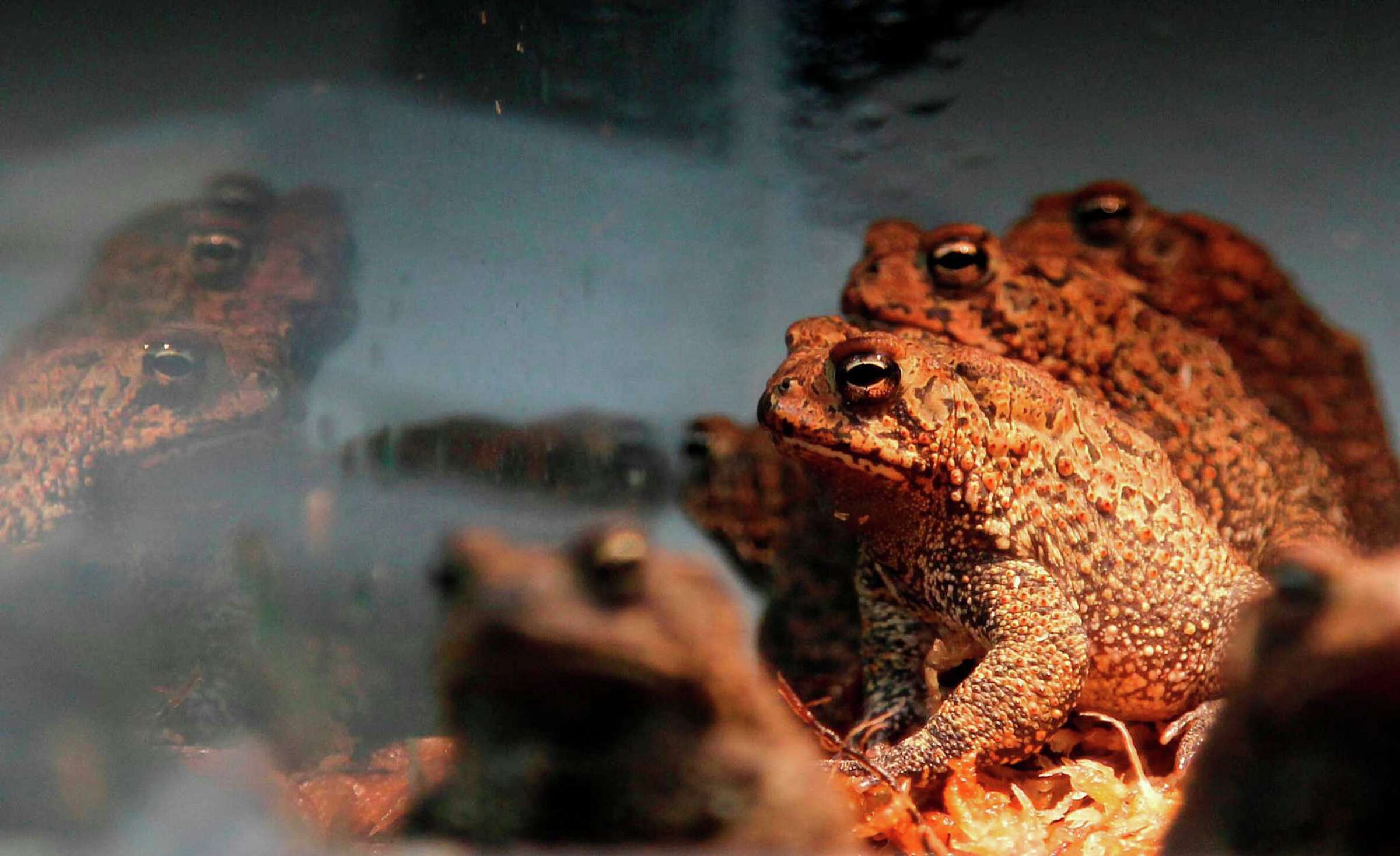 Stable habitats sought for endangered Houston toads