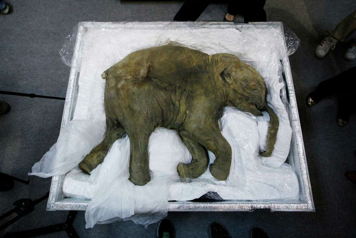 News of the world in photos: Baby mammoth, age 42,000 years