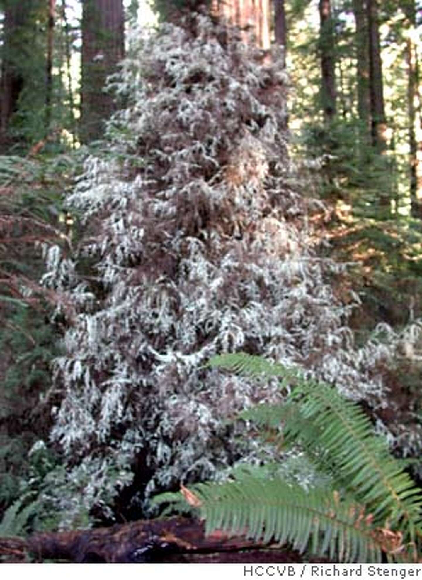 It's no snow job - handful of redwoods are rare albinos