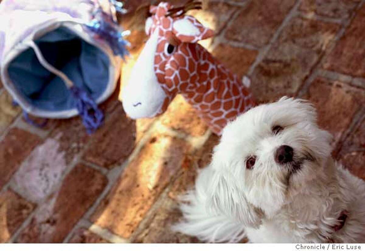 Pets in America have $40 billion spent on them by doting owners