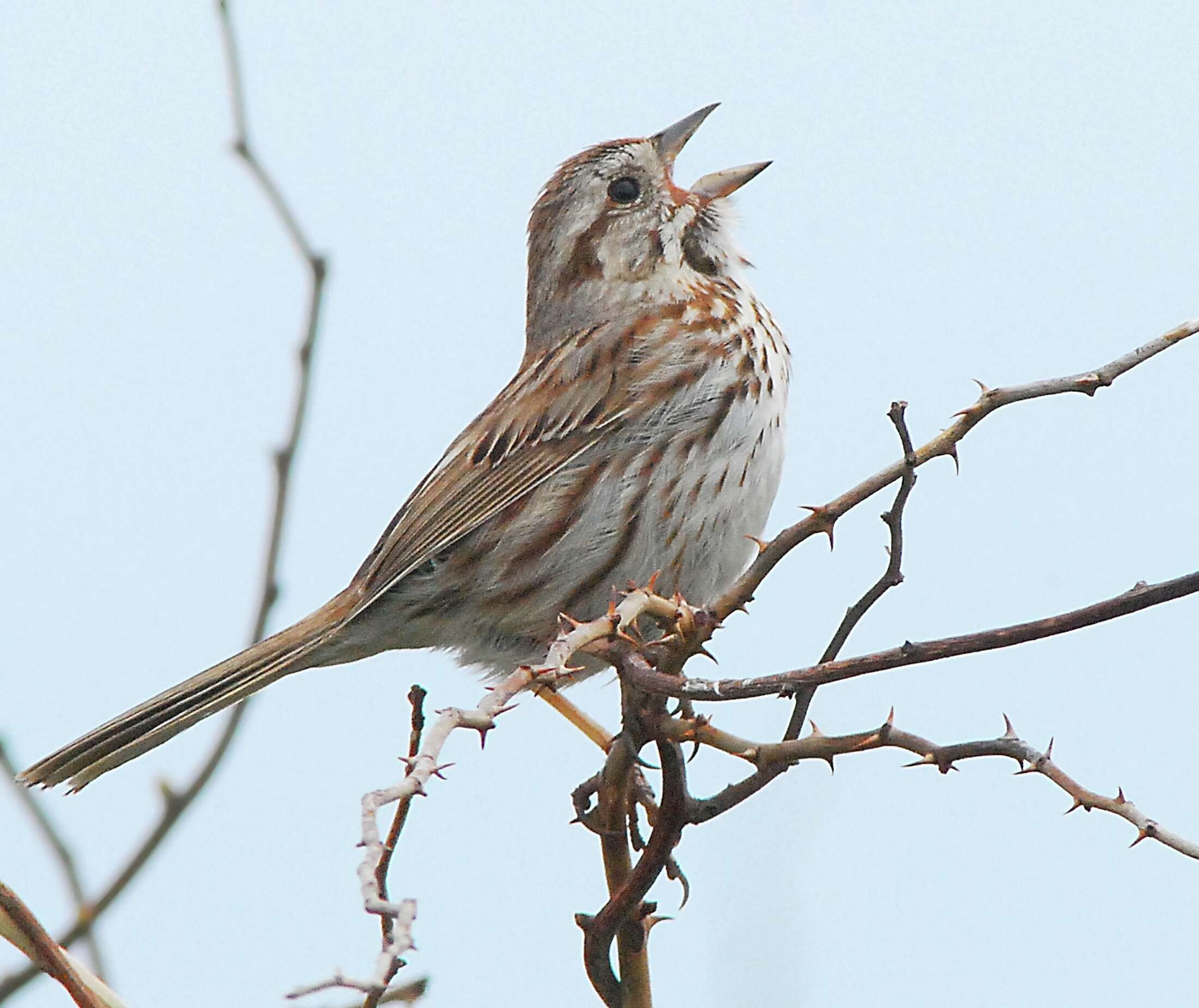 Song sparrow an elusive sight