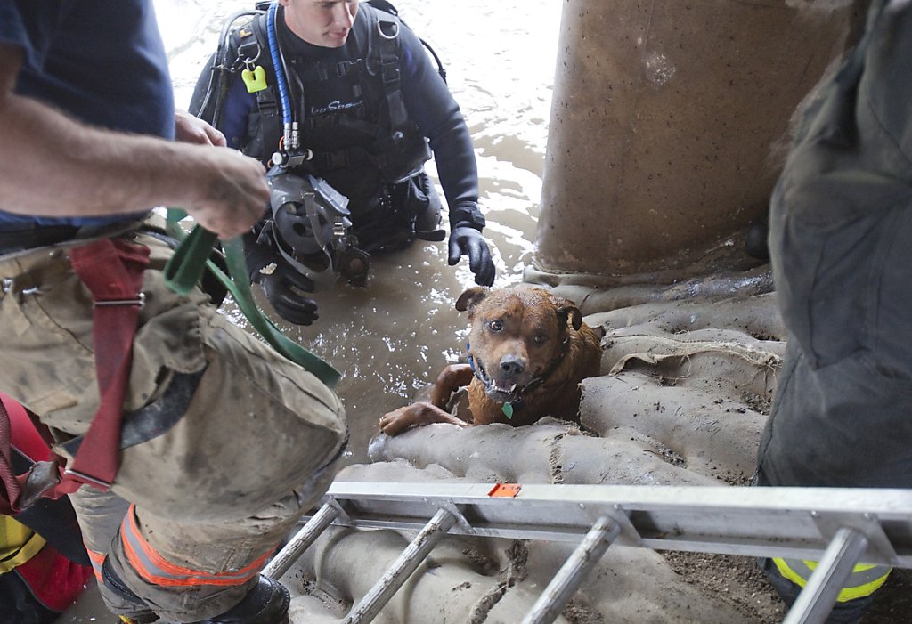 Dog rescued