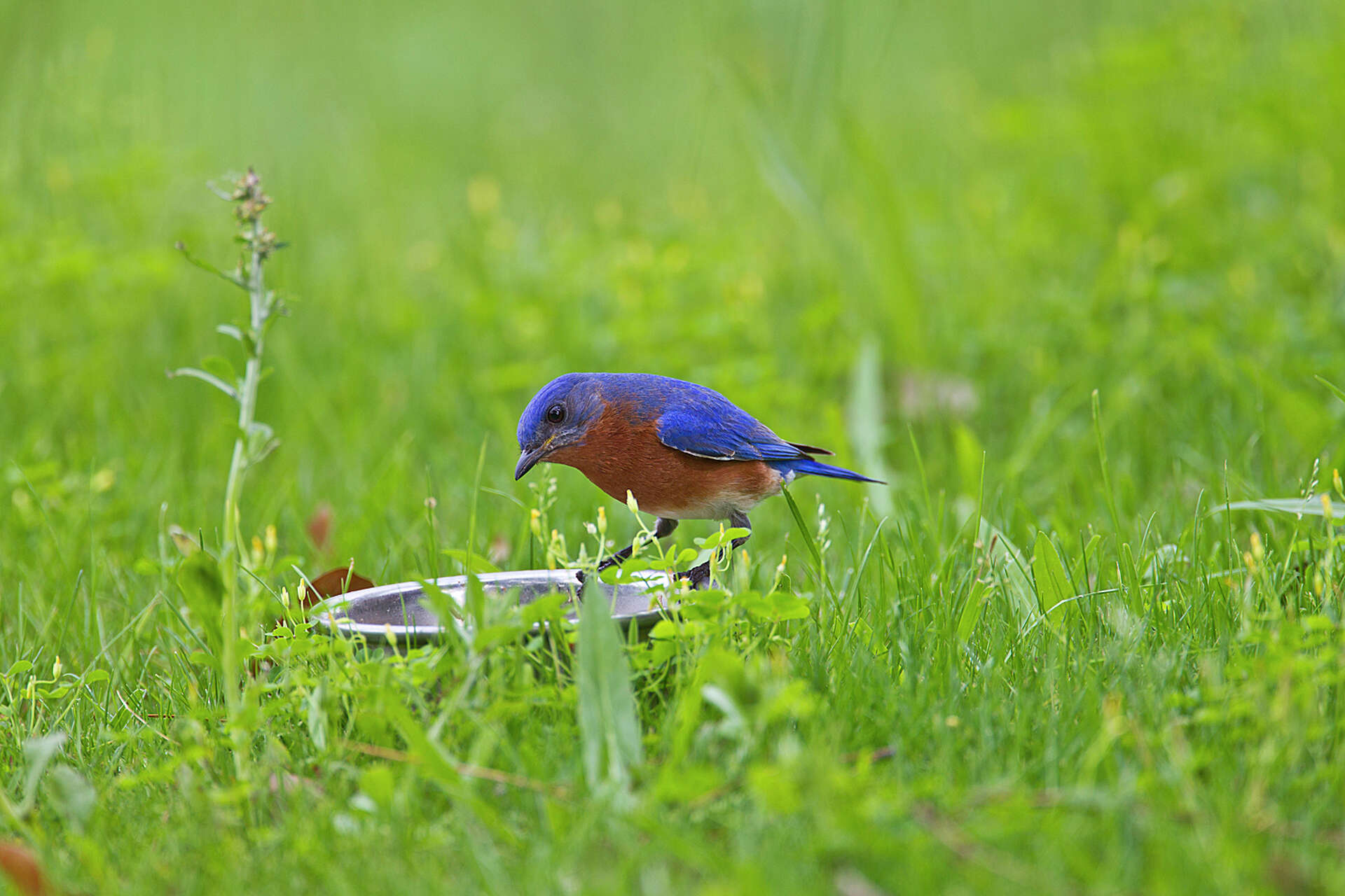 Bluebirds set up housekeeping in Texas