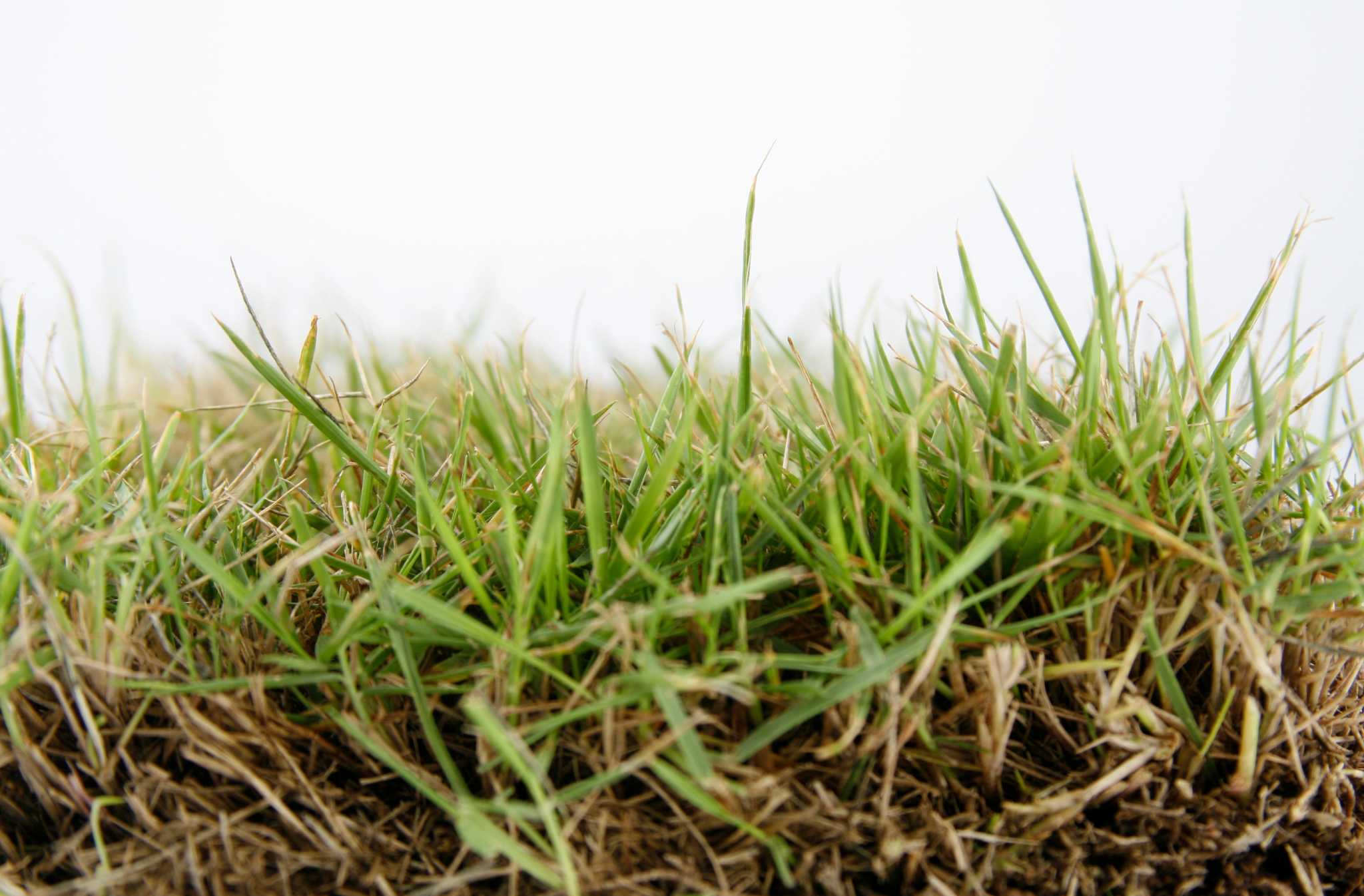 Finch: Grow the right grass