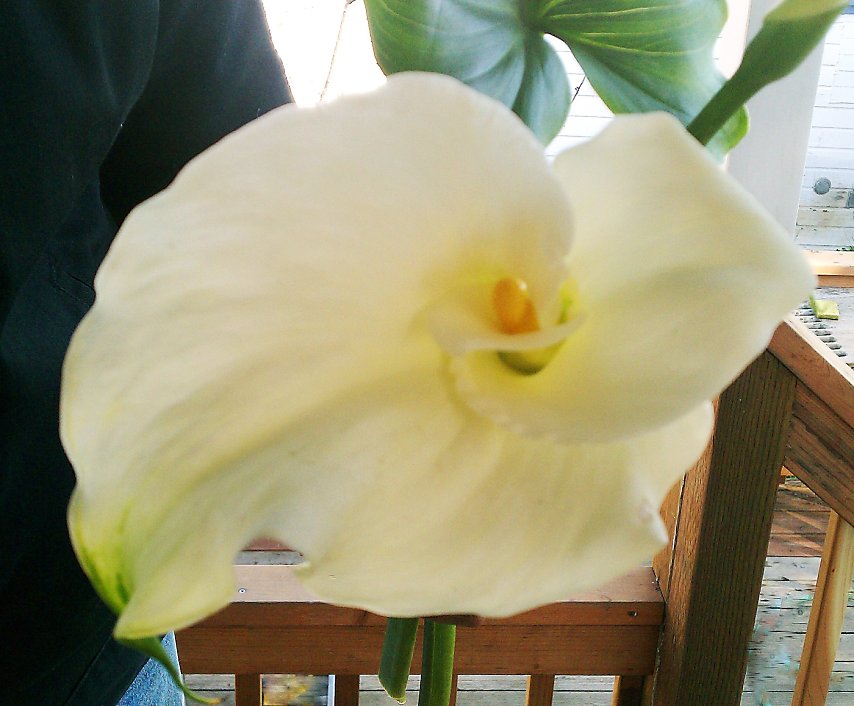 Triple-funnel calla bloom a beautiful monster