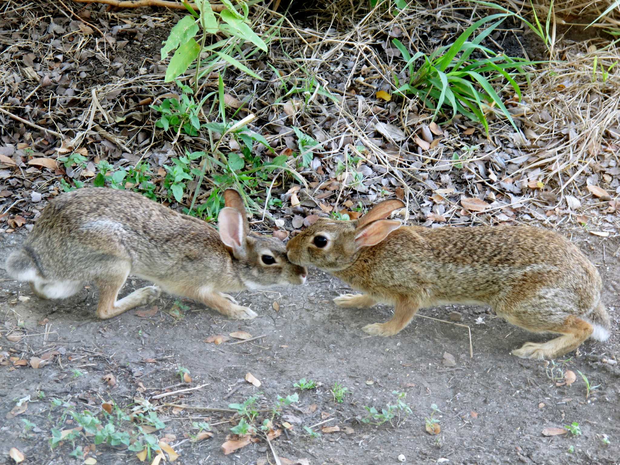 Mims: Animals adapt to environmental changes