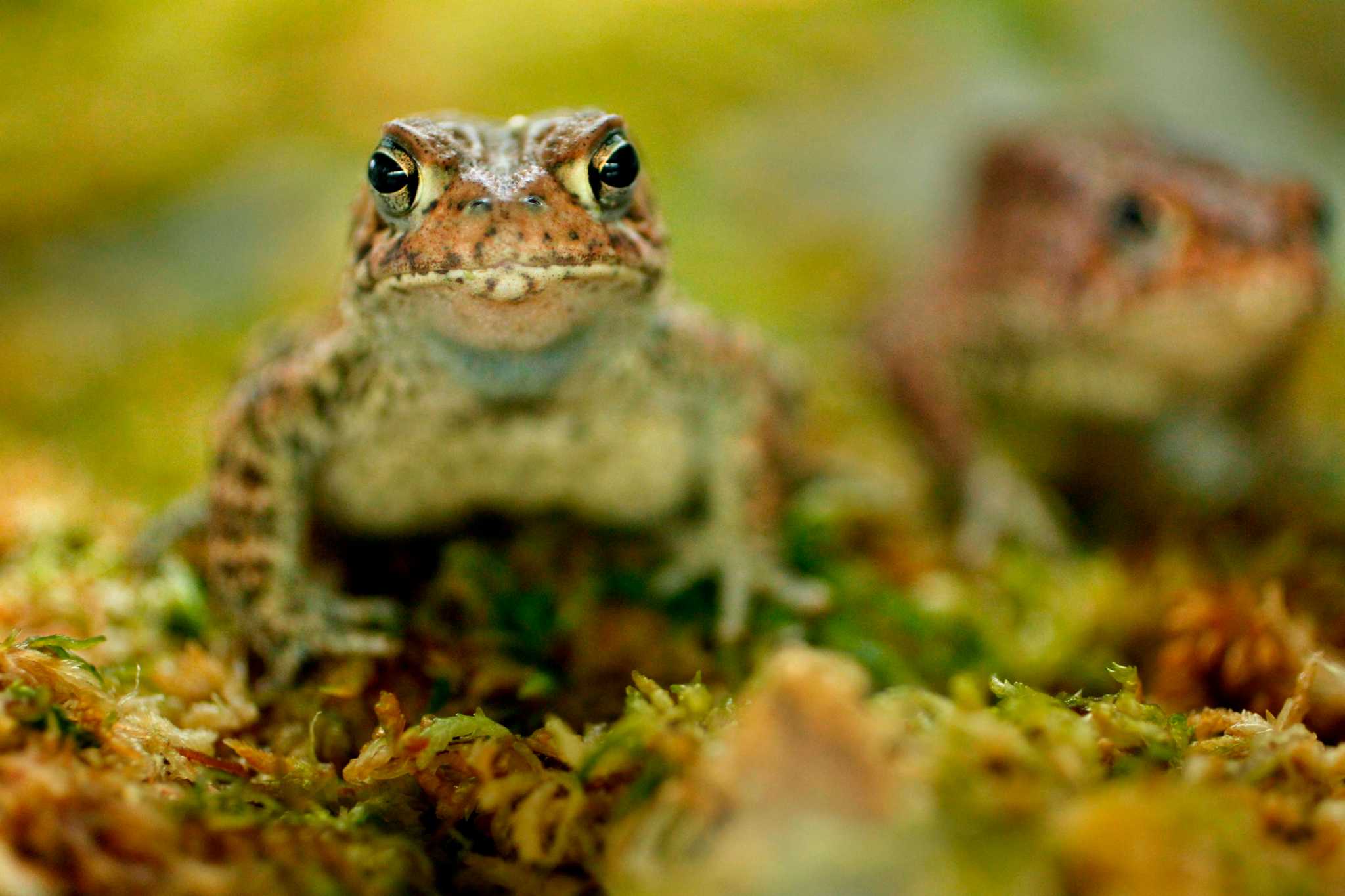 Men pair up to try saving endangered Houston toad
