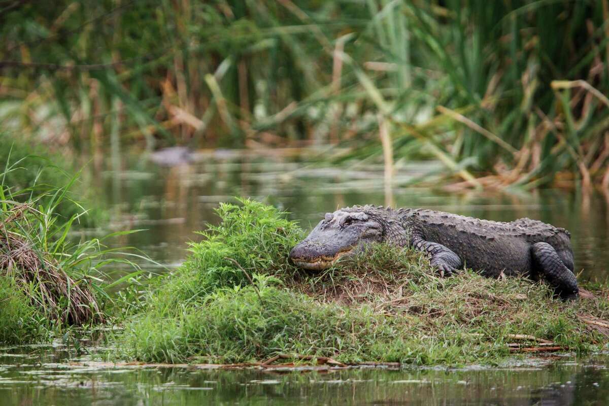 Alligators popping up in the Houston area