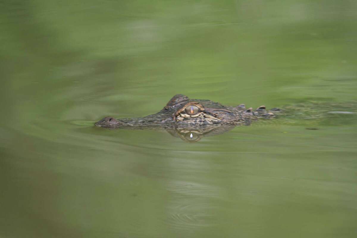 Residents of Richmond hunt alligators in their own neighborhood