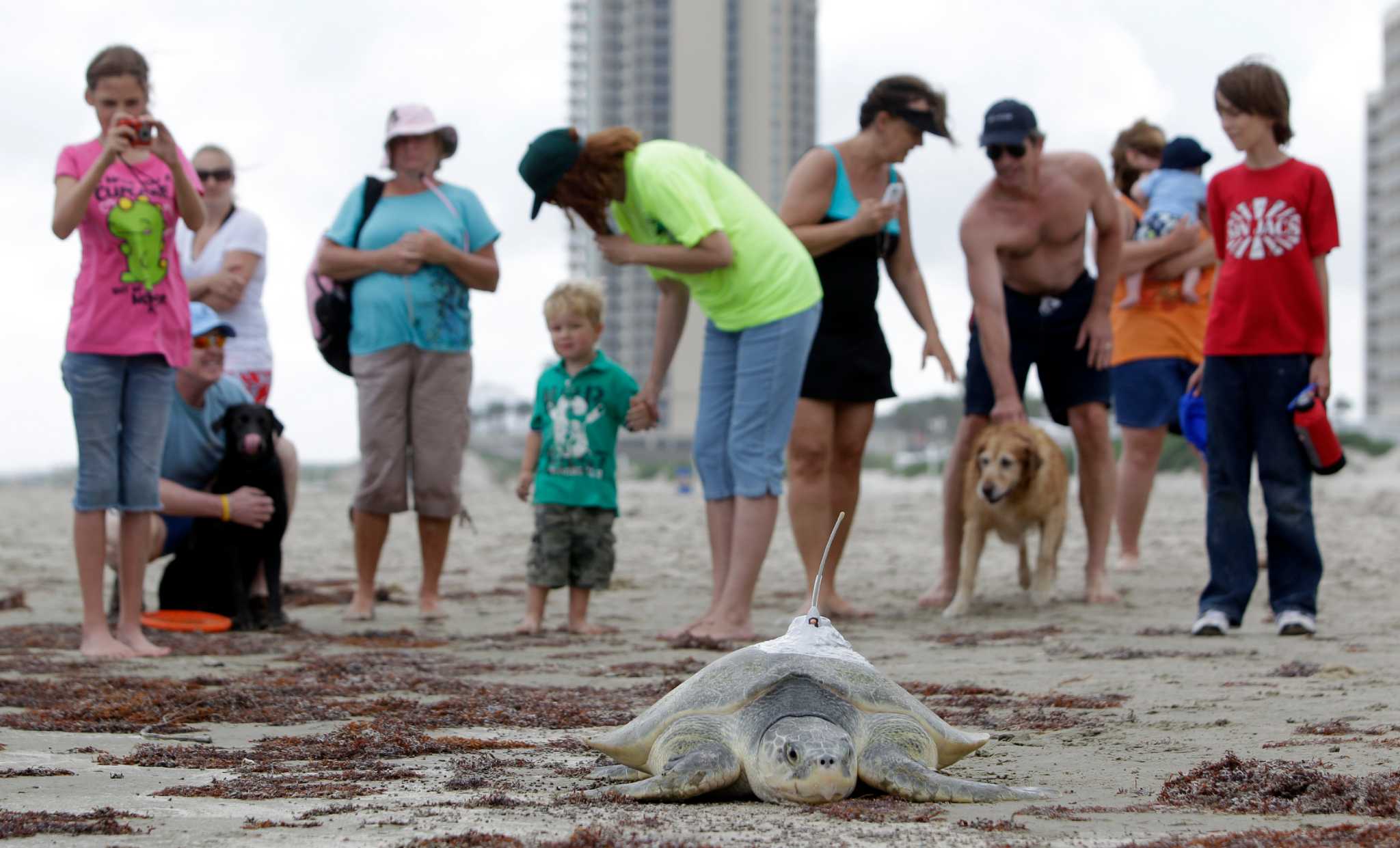 Kemps Ridley sea turtles released