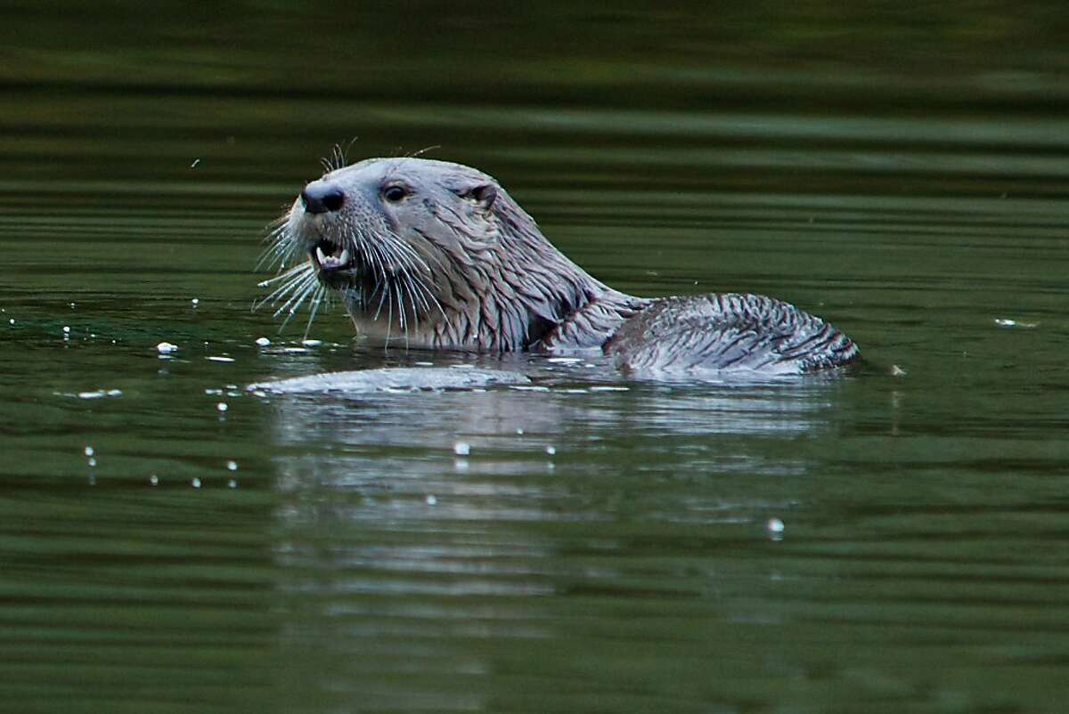 River otters rebounding with hospitable habitat