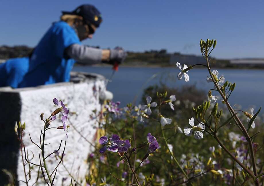 Hazardous Yosemite Slough in S.F. finally getting cleaned up - SFGate