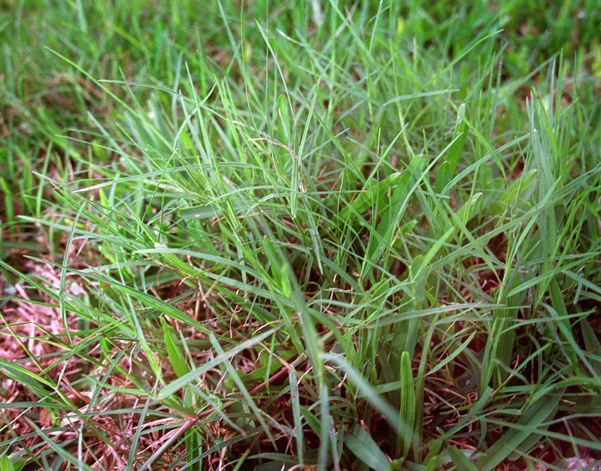 Which grass is best for you? It all depends