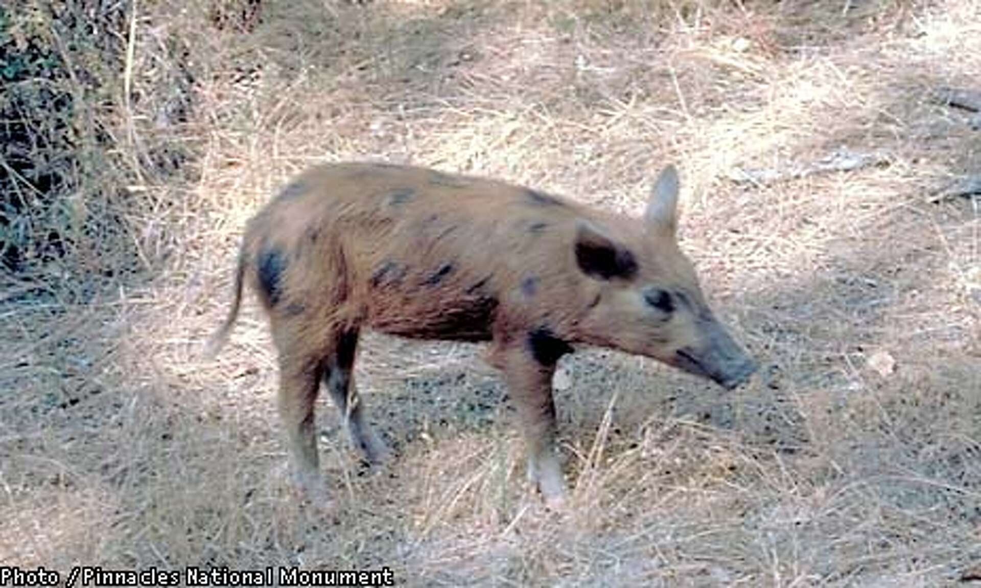 No one's rooting for these pigs / Pinnacles finishing 30-mile hog-proof ...
