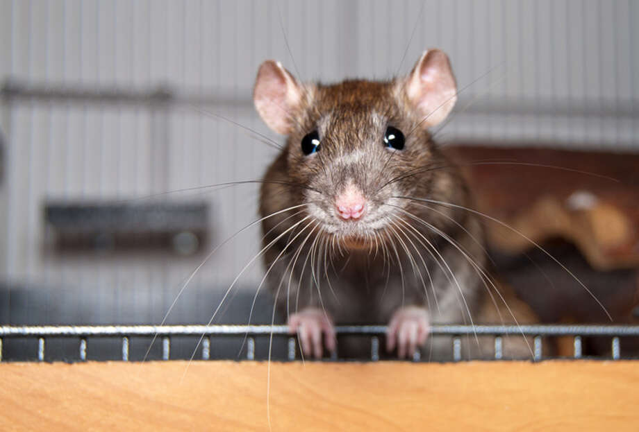 Drugged rat research hits a sour note - Times Union
