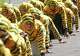 News of the world in photos: Weird tiger protest