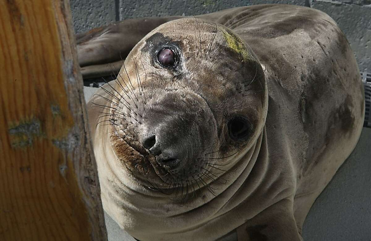 Elephant seal birth defects due to near-extinction