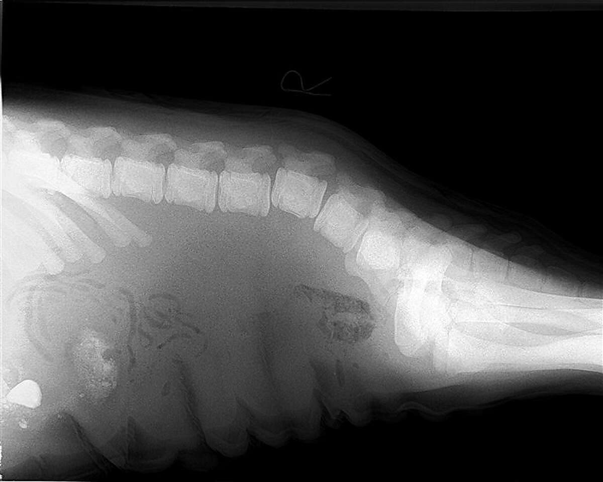 Elephant seal birth defects due to near-extinction