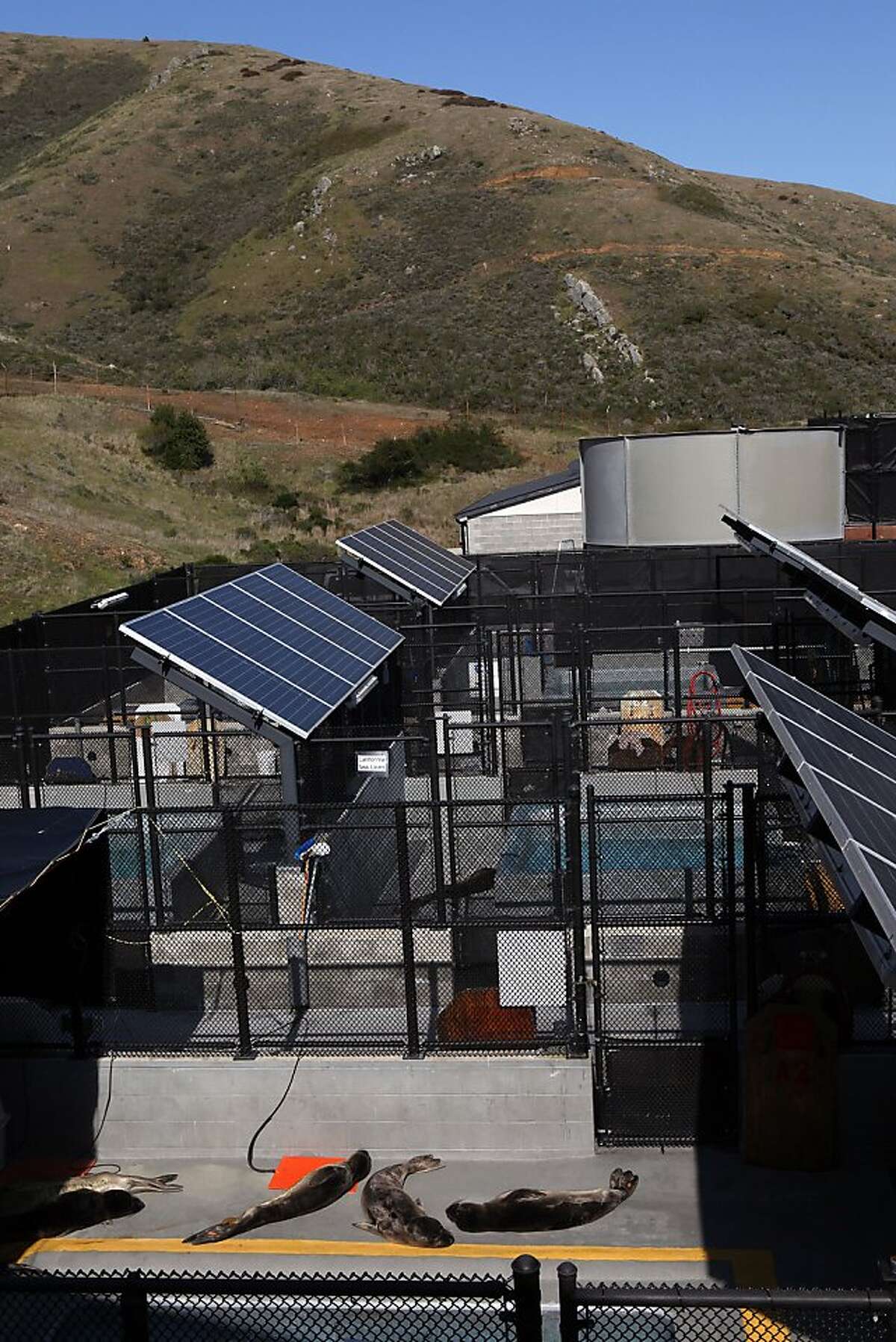 Elephant seal birth defects due to near-extinction