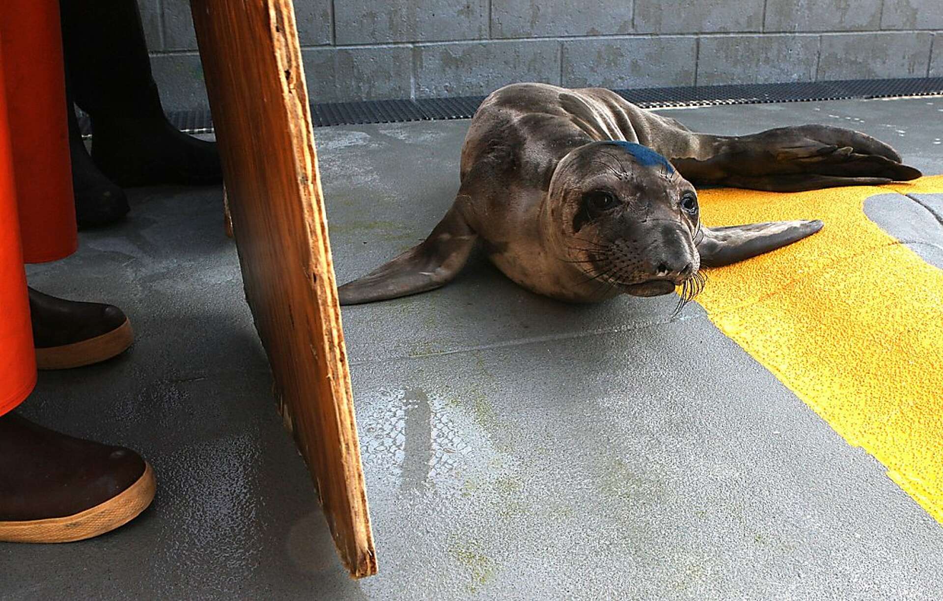 Elephant seal birth defects due to near-extinction