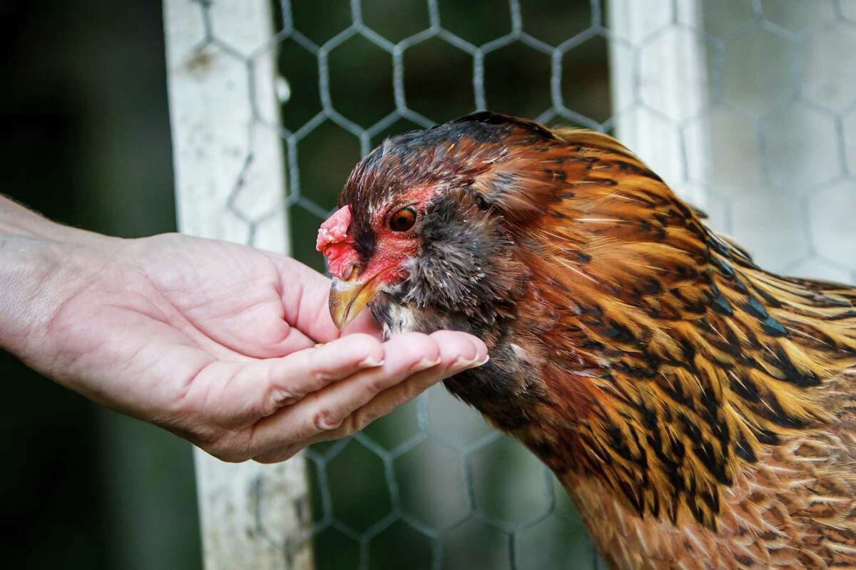 Backyard chicken wranglers should be good neighbors