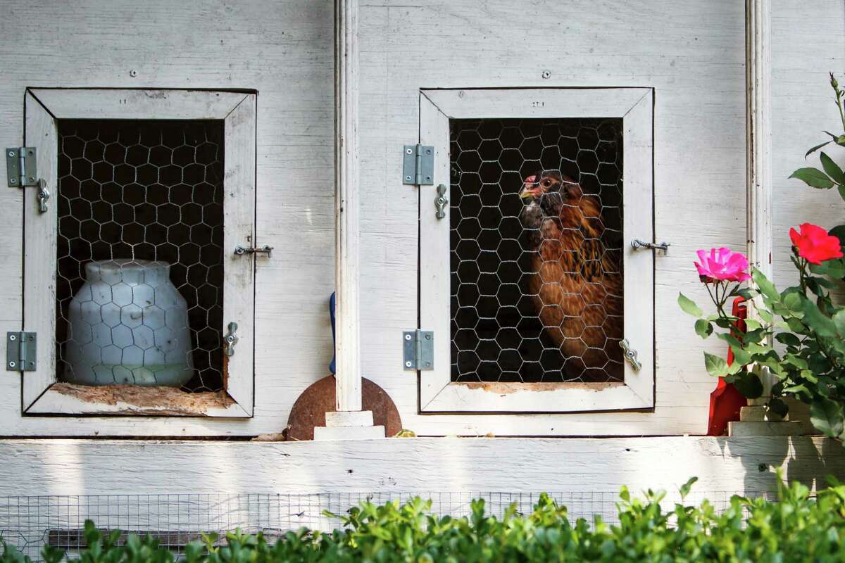 Backyard chicken wranglers should be good neighbors
