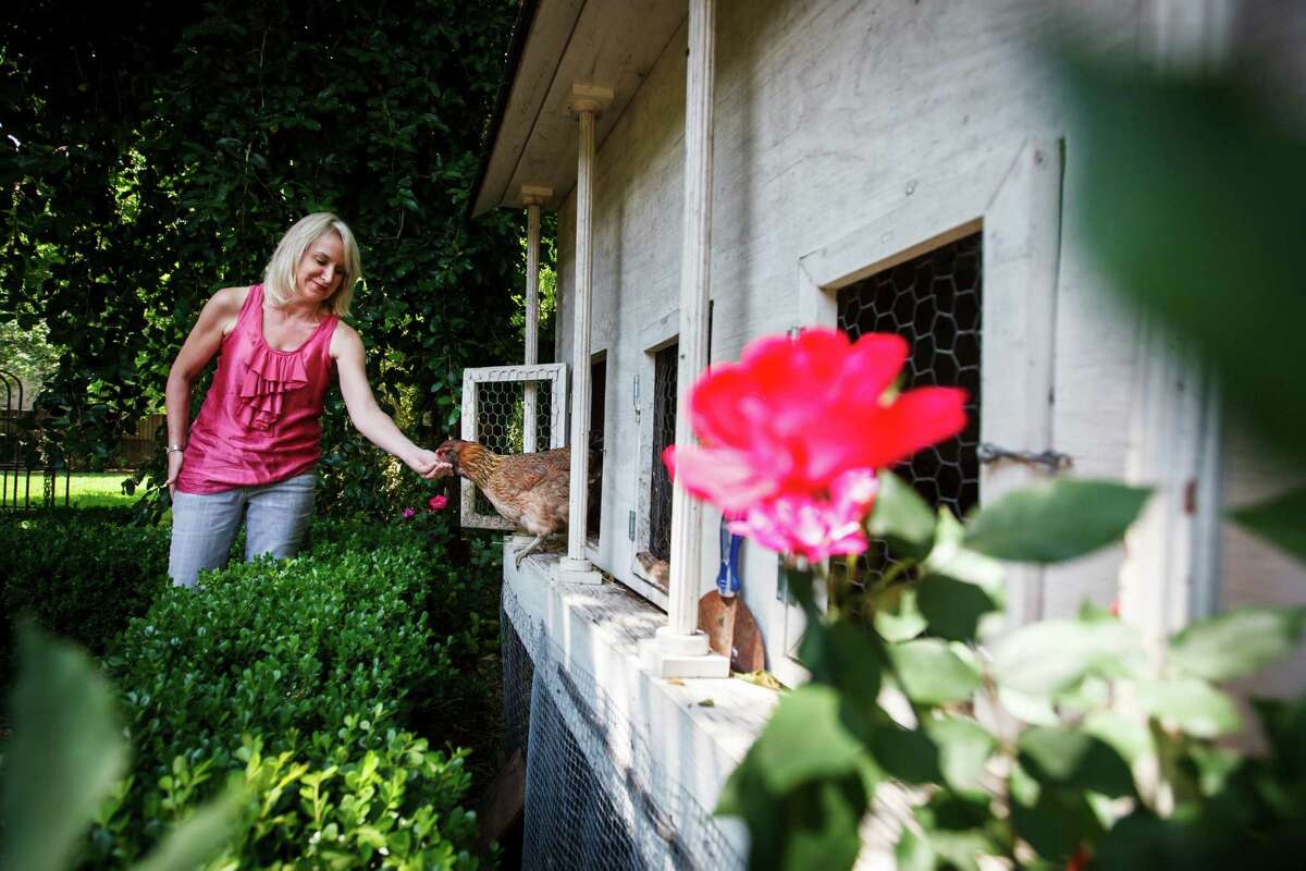 Backyard chicken wranglers should be good neighbors