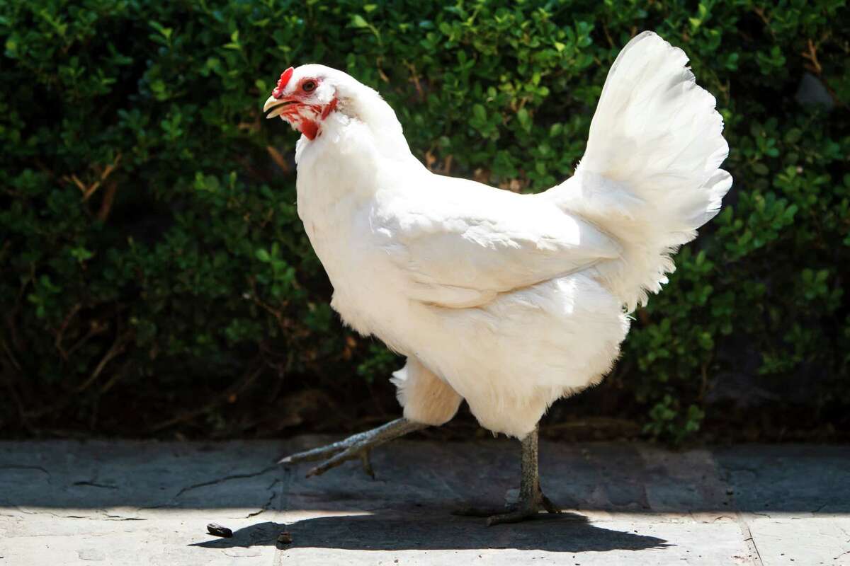 Backyard chicken wranglers should be good neighbors