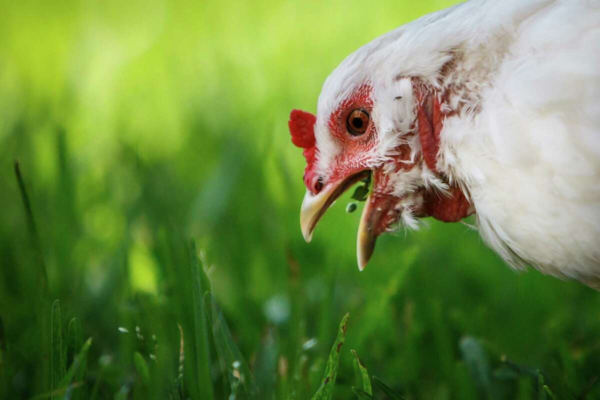 Backyard chicken wranglers should be good neighbors