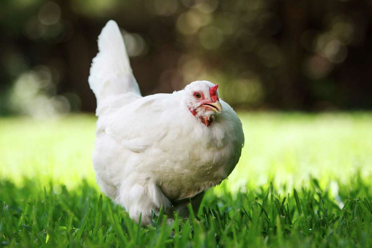 Backyard chicken wranglers should be good neighbors