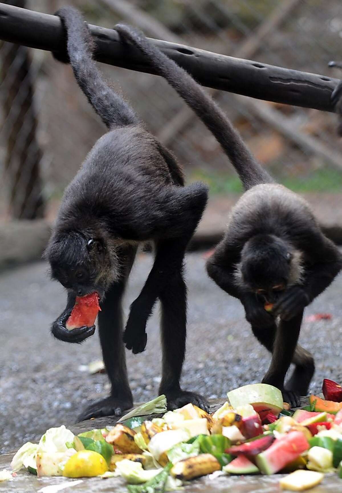 Spider monkeys on their way to Beardsley Zoo